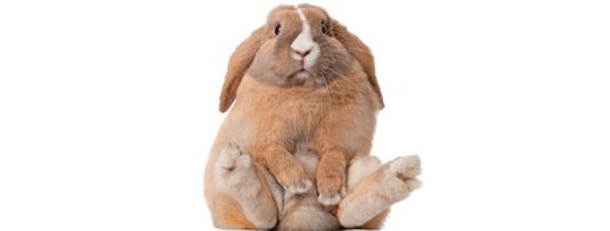 A Pasqua dona un sorriso con il leprotto FAI! | FAI - Fondo Ambiente ...