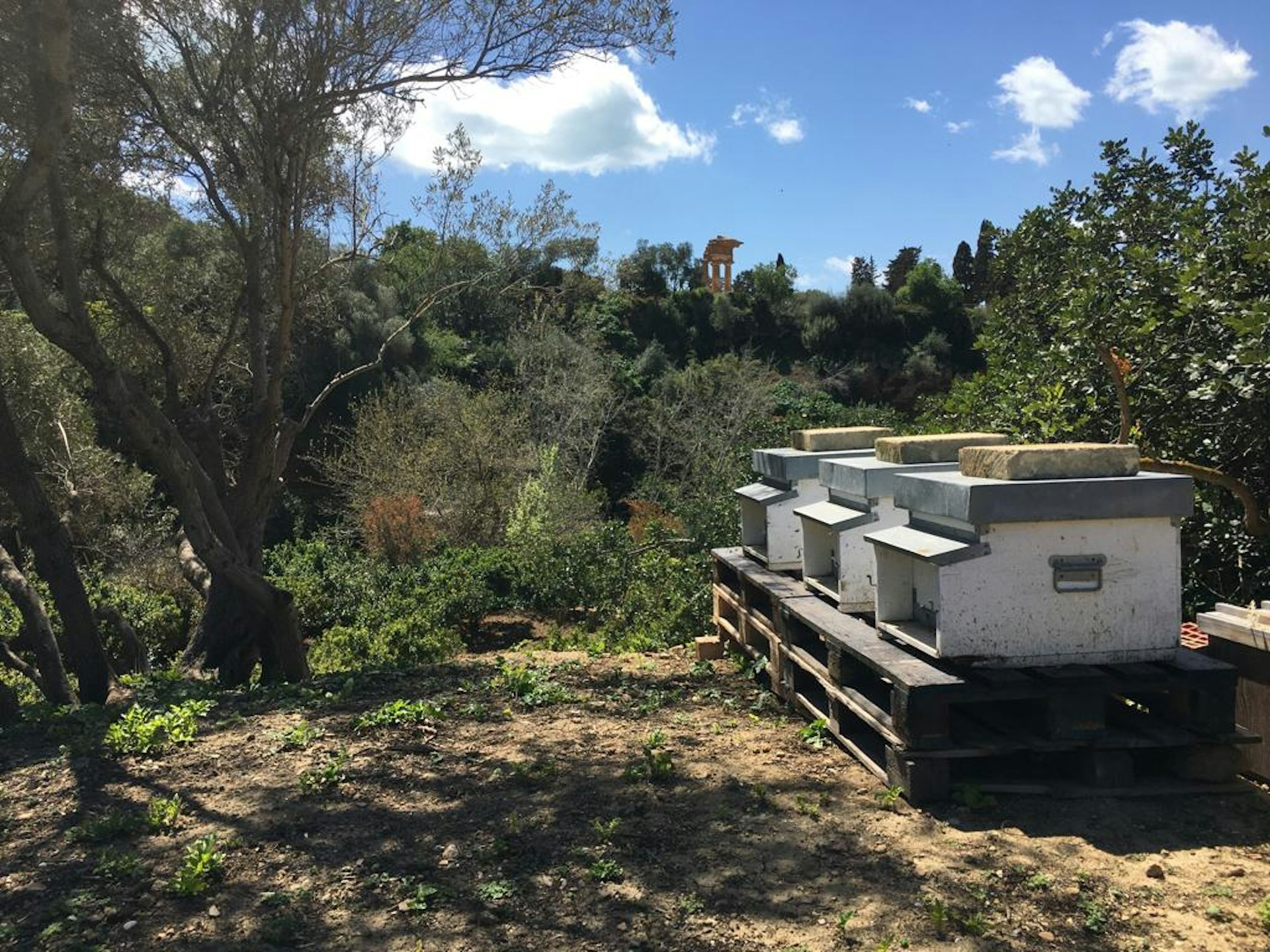 L’ape nera sicula al Giardino della Kolymbethra | FAI - Fondo Ambiente ...